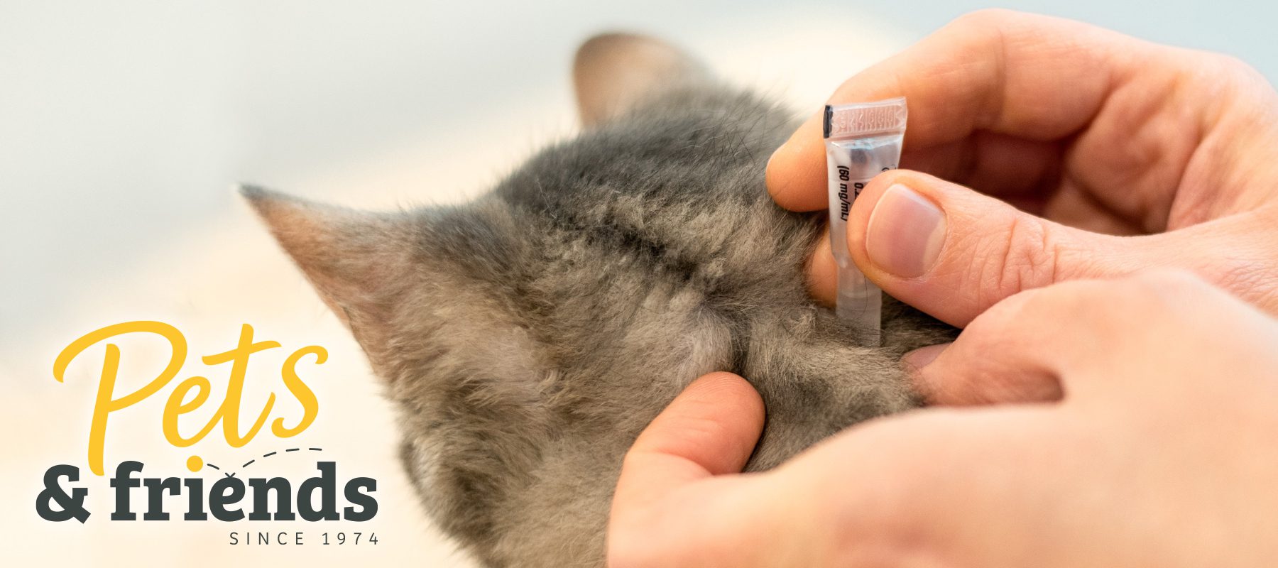 Pesky Parasites and Your Pet - Dogfest