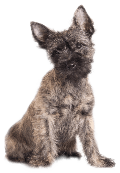 Tatton Park - Dogfest