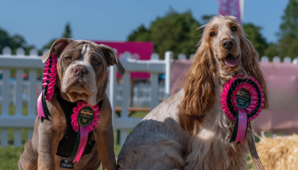 Tatton Park - Dogfest