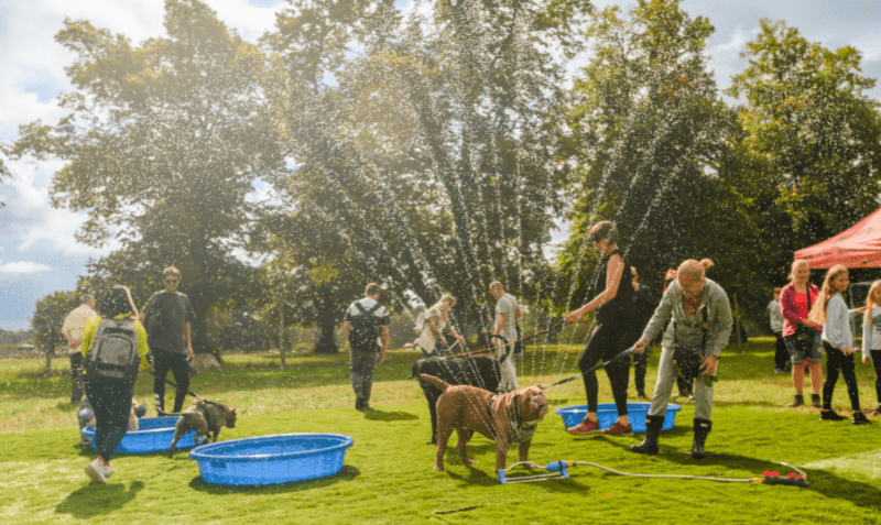 Fun & Play - Dogfest