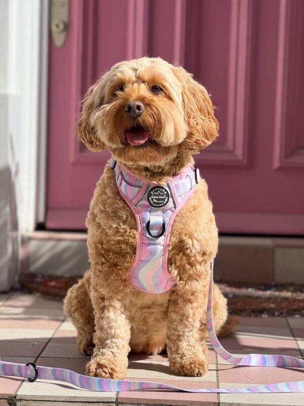 Influencers - Dogfest