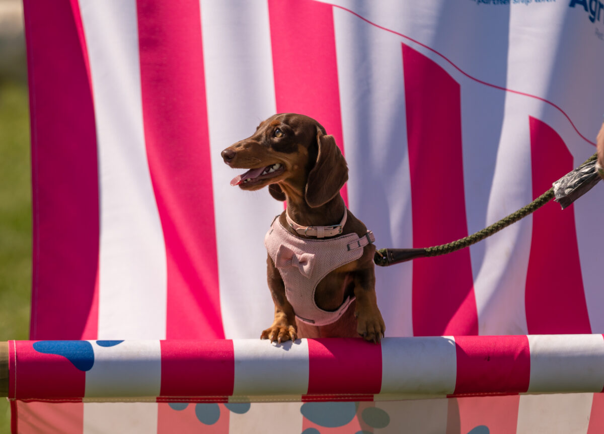 Royal dogs throughout history: A legacy of loyalty and companionship ...