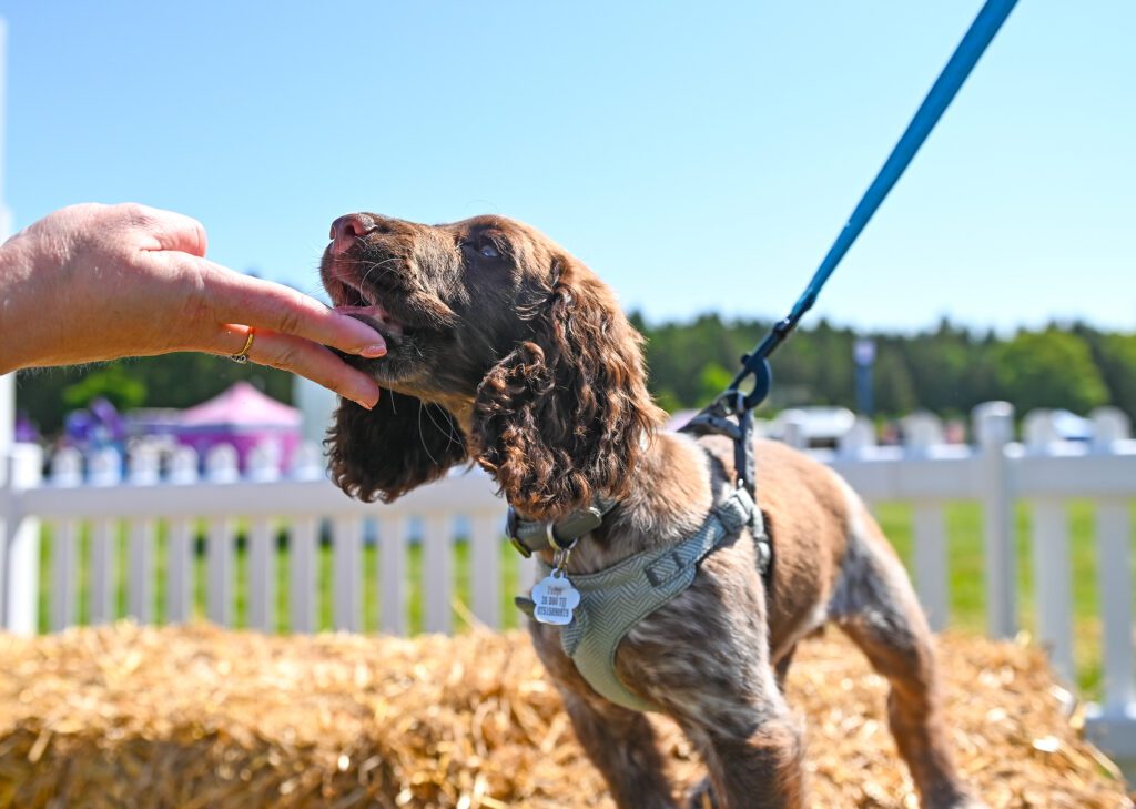 Royal dogs throughout history: A legacy of loyalty and companionship ...