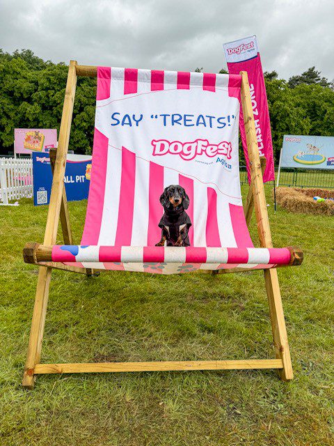 From the Austrian Alps to Knebworth Grounds: Nepheli the Dapple Doxie’s ...