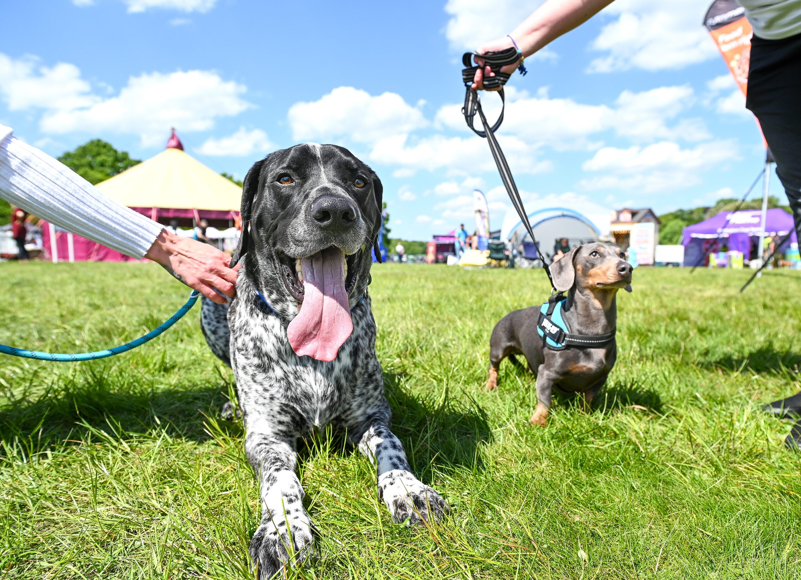 News & Comps – DogFest Update - Dogfest