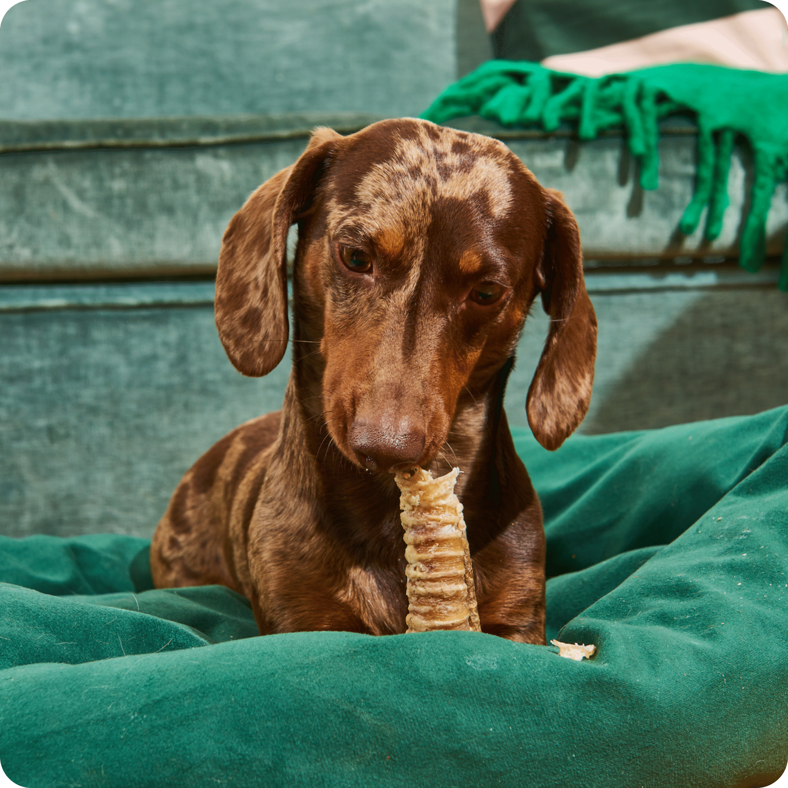 WIN a Year’s Supply of the “Treat ’Em Right” Mixed Treat Box from ...